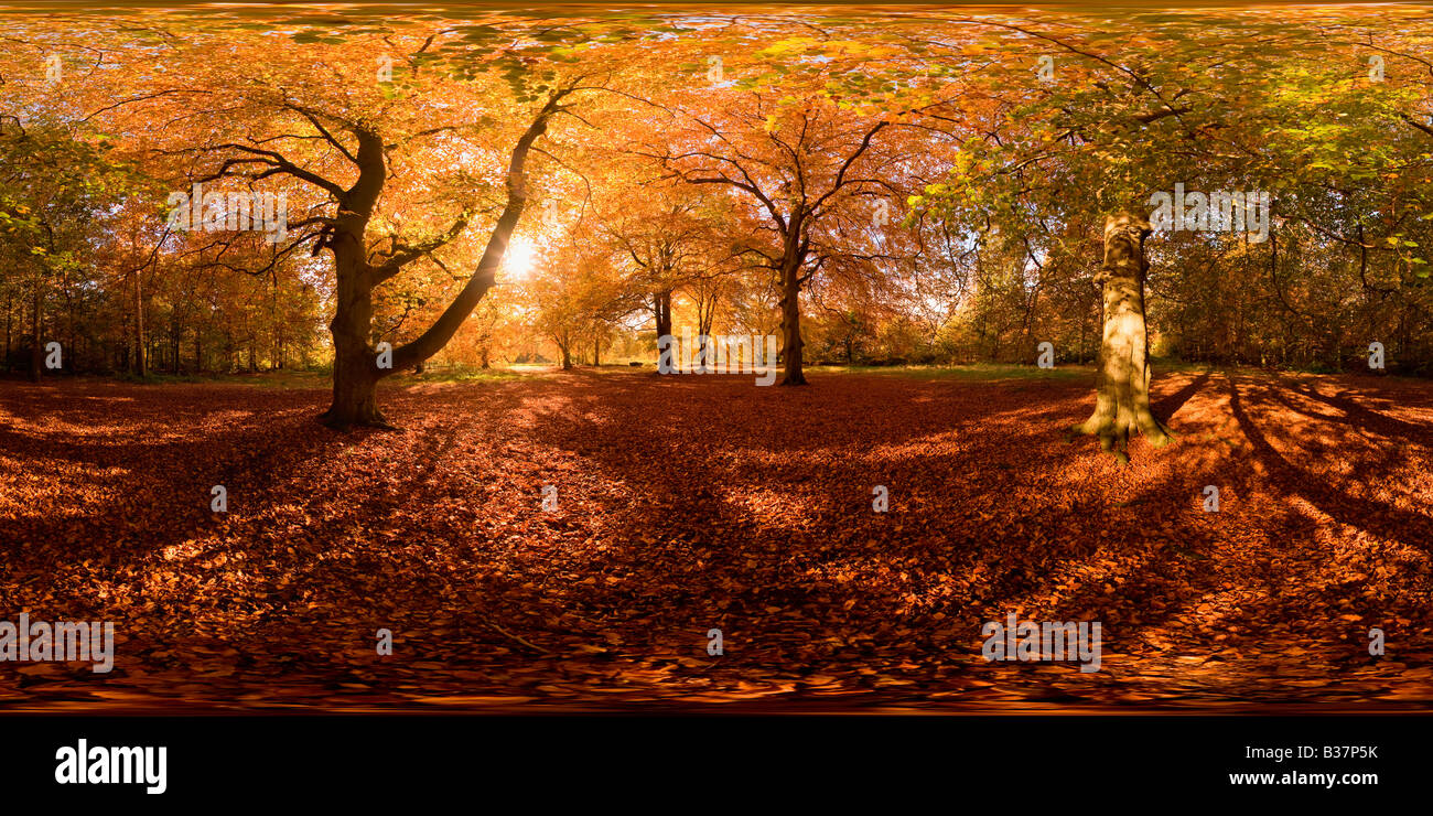 360 degree panoramic view of Thetford Forest at Two Mile Bottom in ...