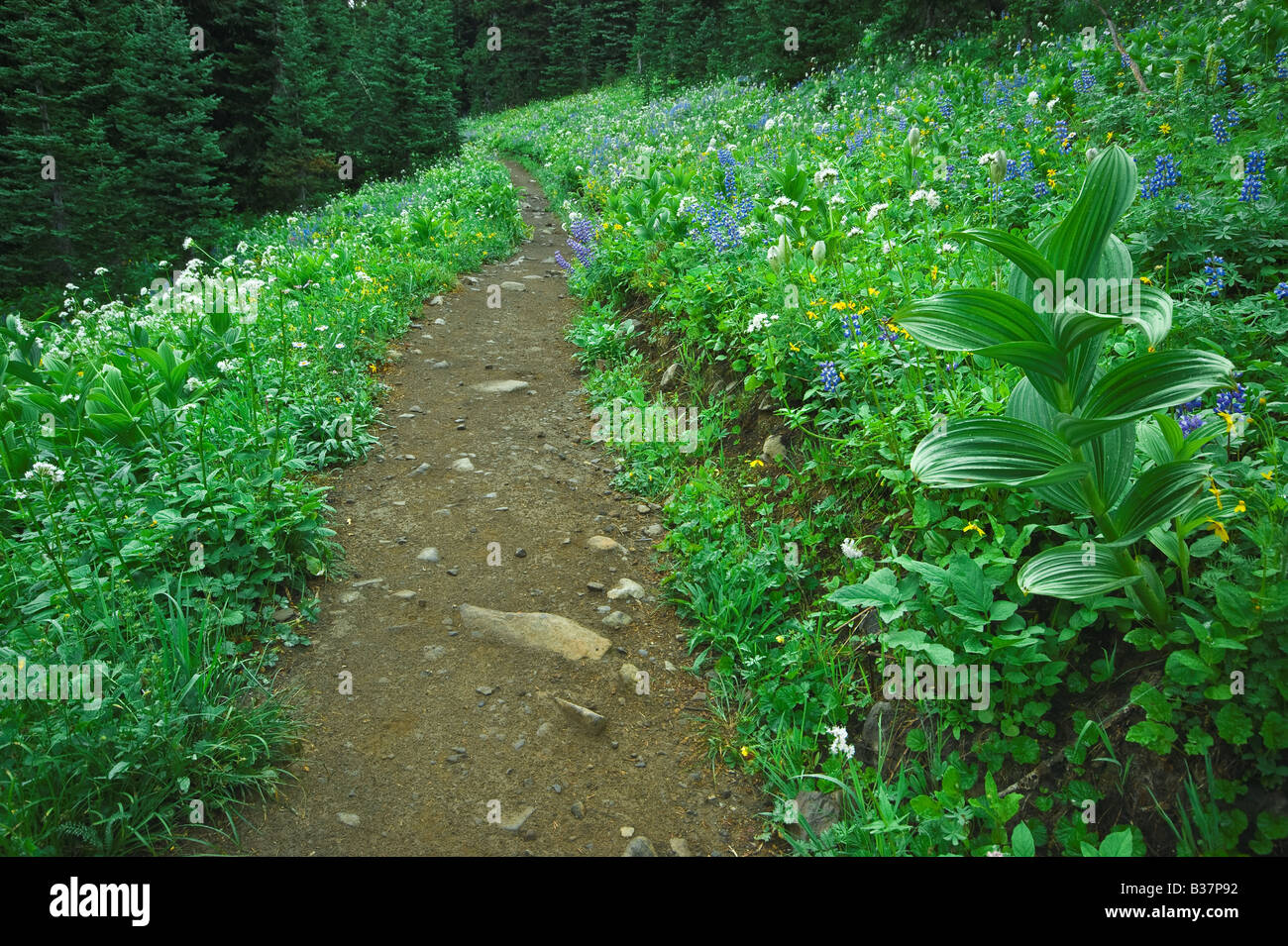 The Heather trail in Manning Provincial Park in BC, Canada is well ...