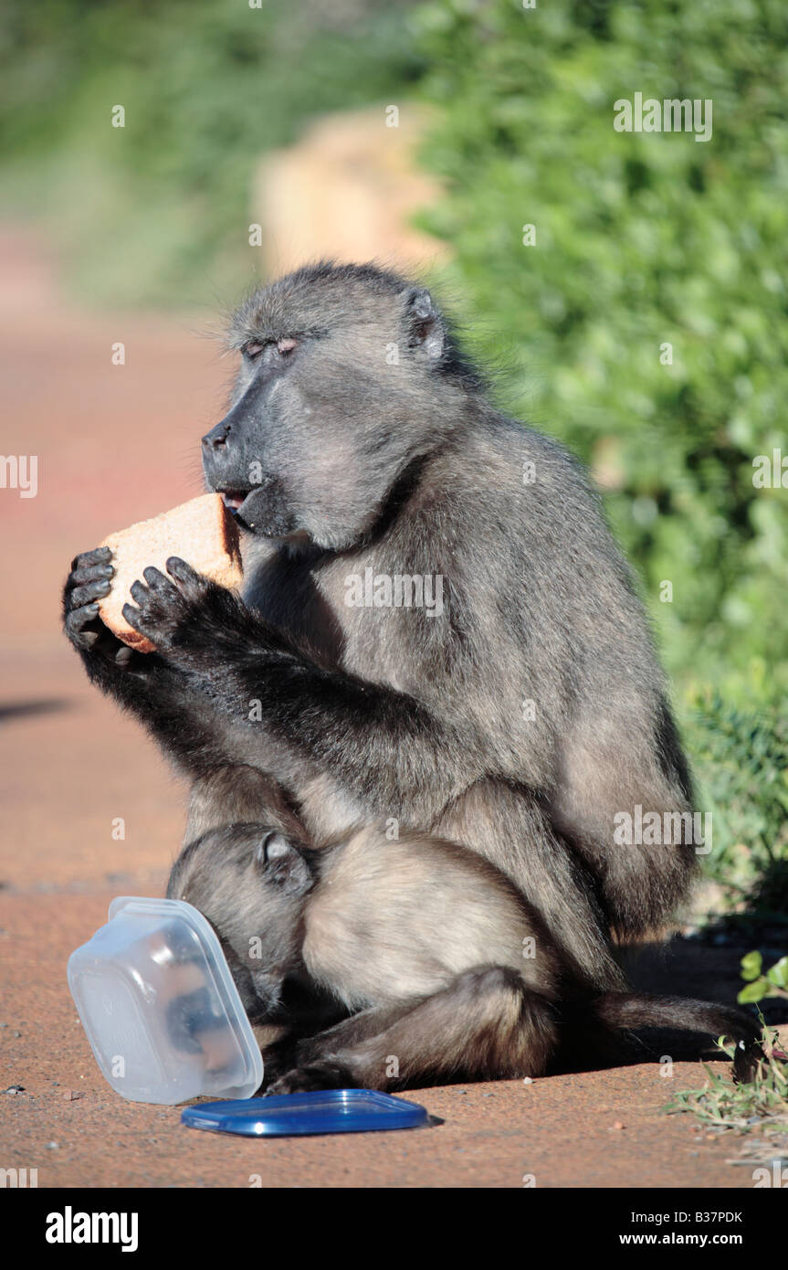 Baboon eating sandwich Stock Photo - Alamy