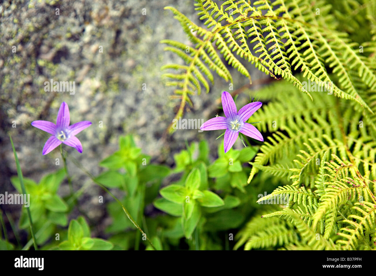 Blooming flowers in World Heritage Site Pirin National Park Bulgaria ...
