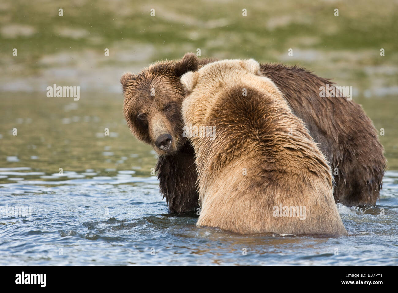 Bear combat challenge hi-res stock photography and images - Alamy