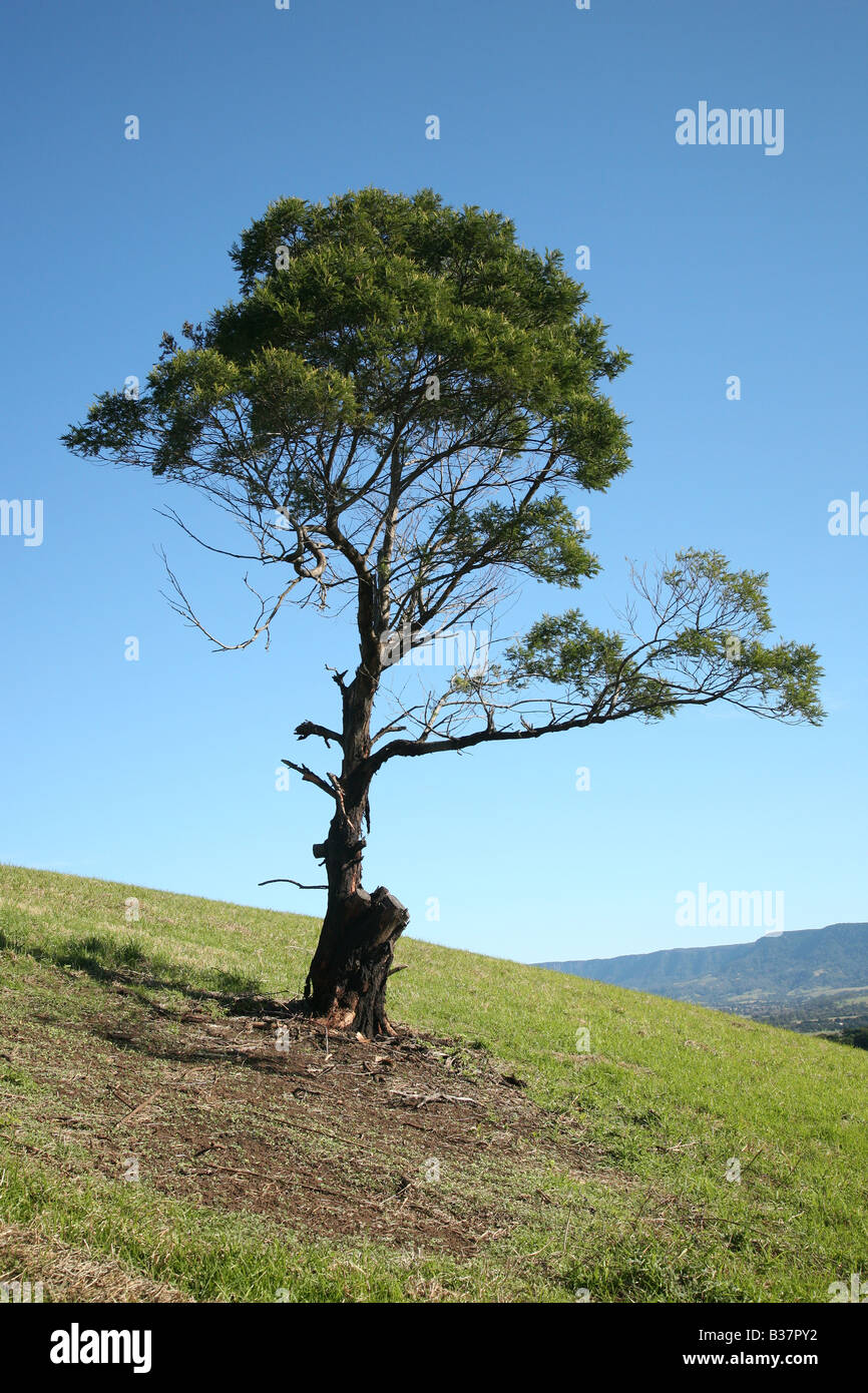 Gum tree hill hi-res stock photography and images - Alamy