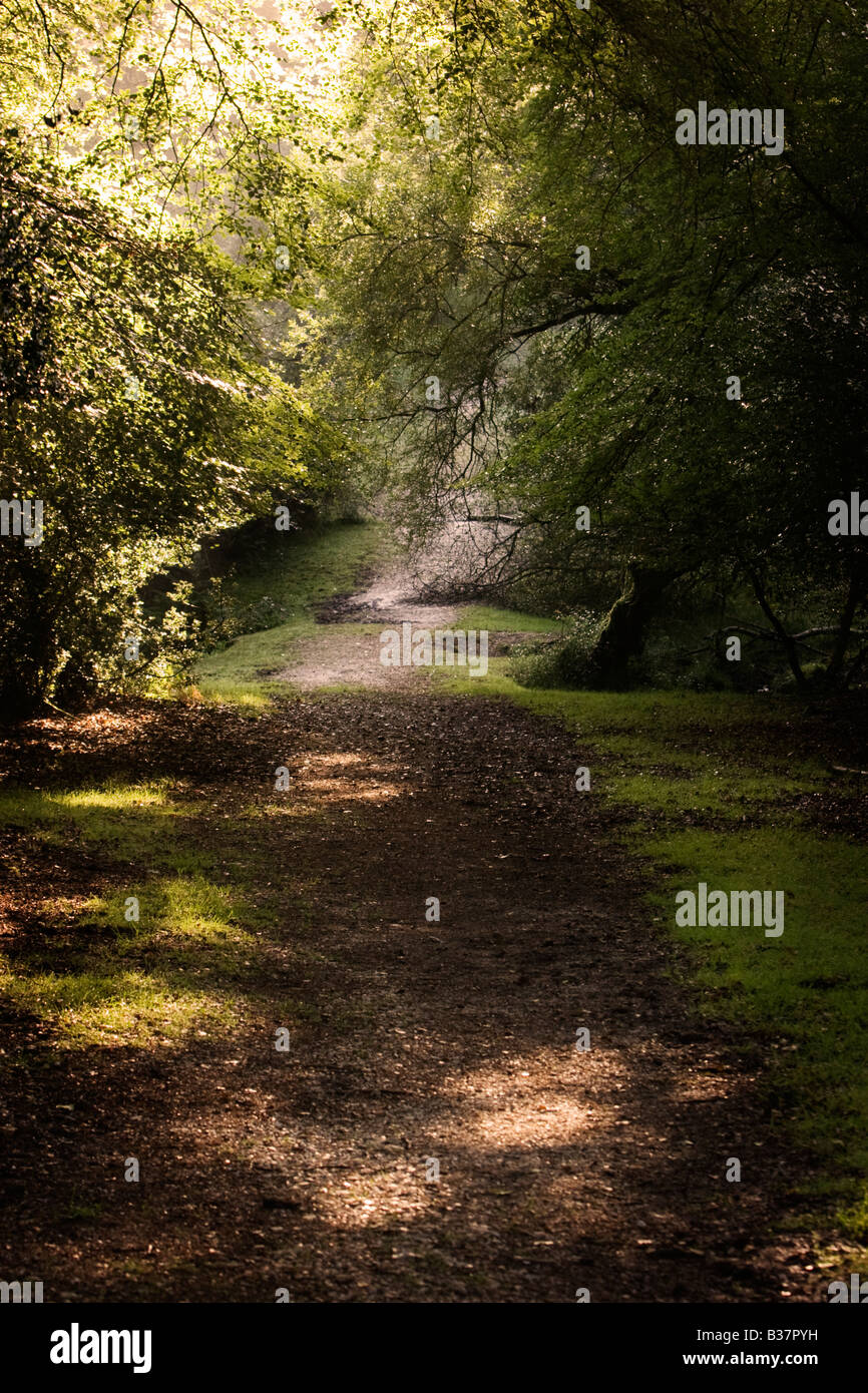 New forest path hi-res stock photography and images - Alamy