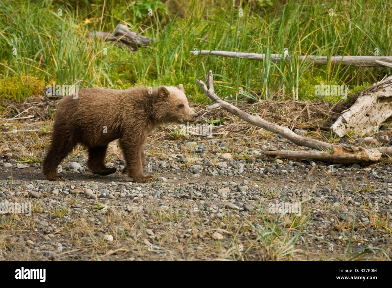 Brown Bear (Ursus arctos middendorffi) cub Stock Photo - Alamy