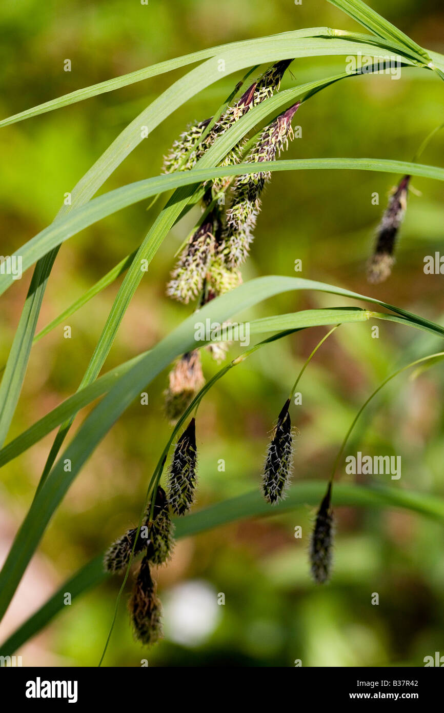 Sedge reed hi-res stock photography and images - Alamy