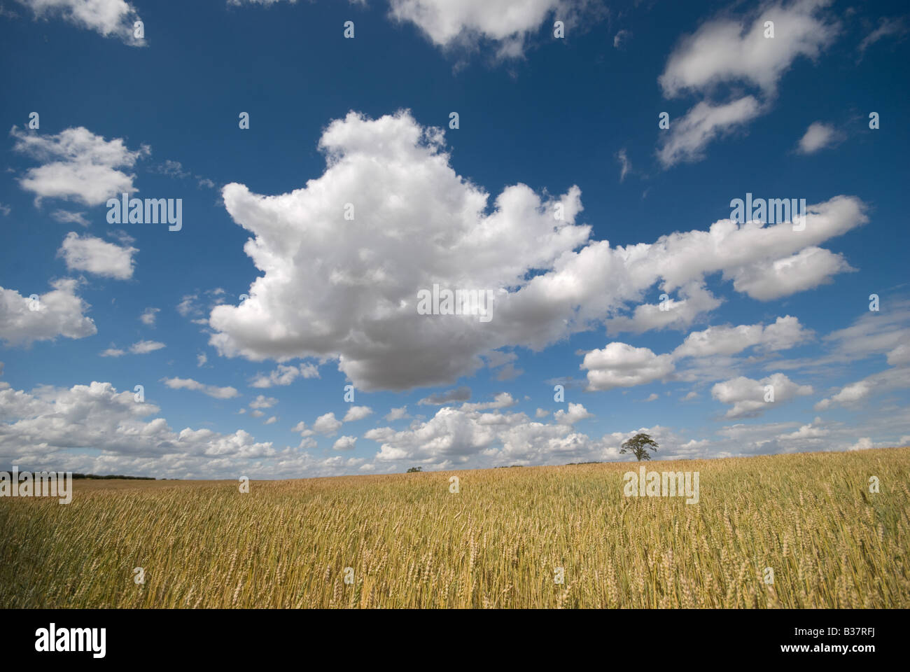 Wheat field. Lincolnshire, England Stock Photo - Alamy