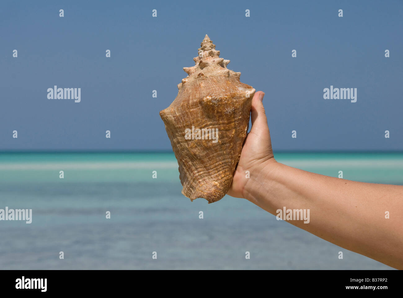 A hand holding a seashell Stock Photo - Alamy