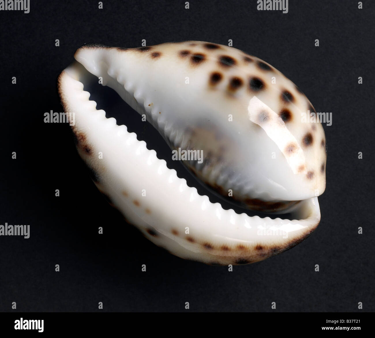 Outer body shell hi-res stock photography and images - Alamy