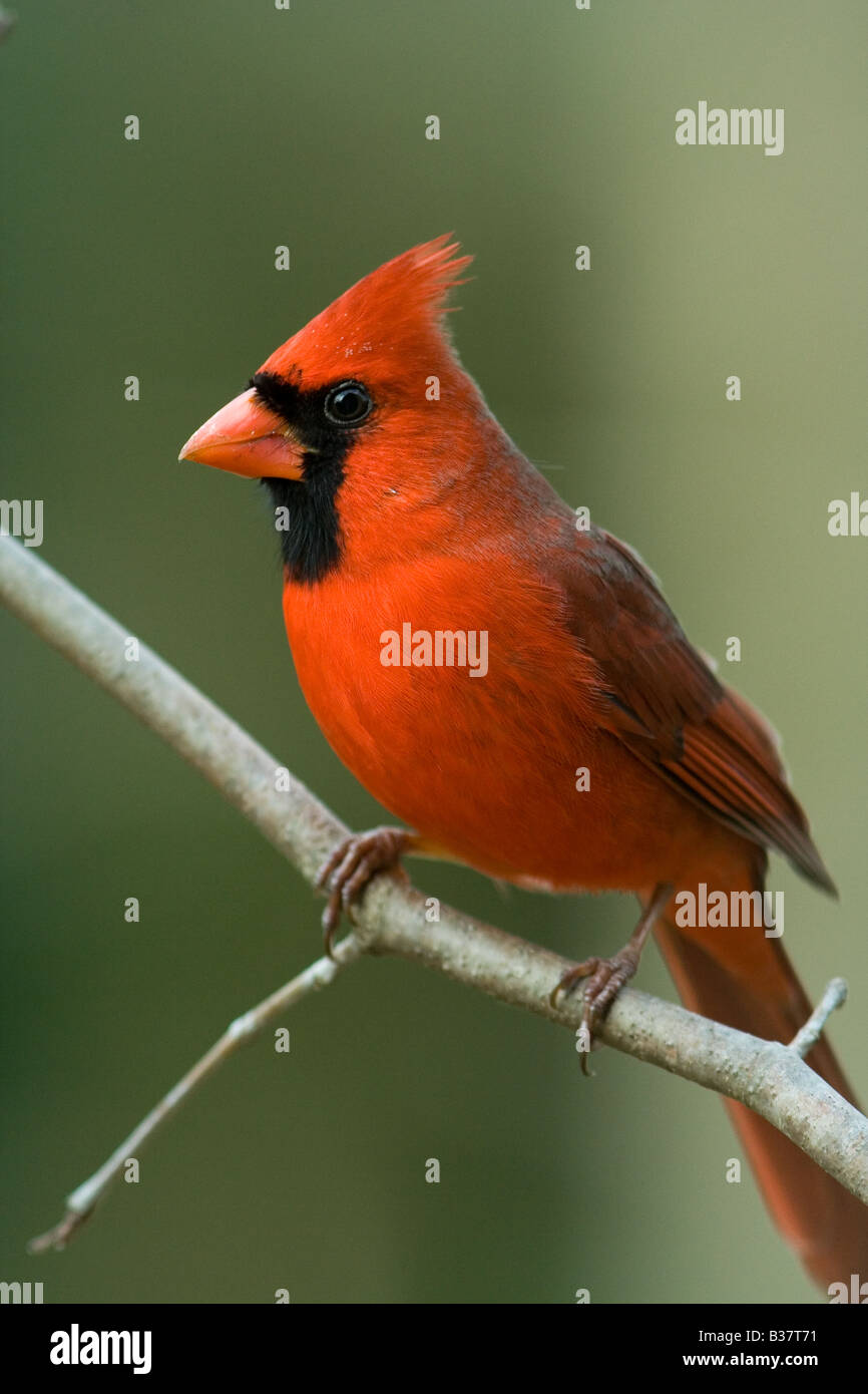 Male Northern Cardinal Cardinalis Cardinalis Stock Photo - Alamy