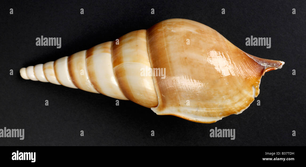 Seashell Seashell mollusk Stock Photo - Alamy