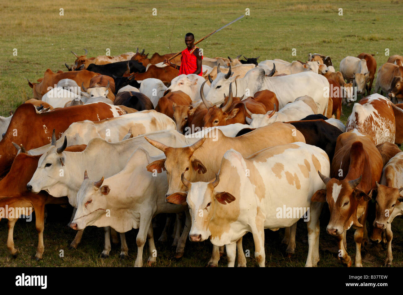 Masai maasai warrior warriors herdsmen herdsman hi-res stock ...