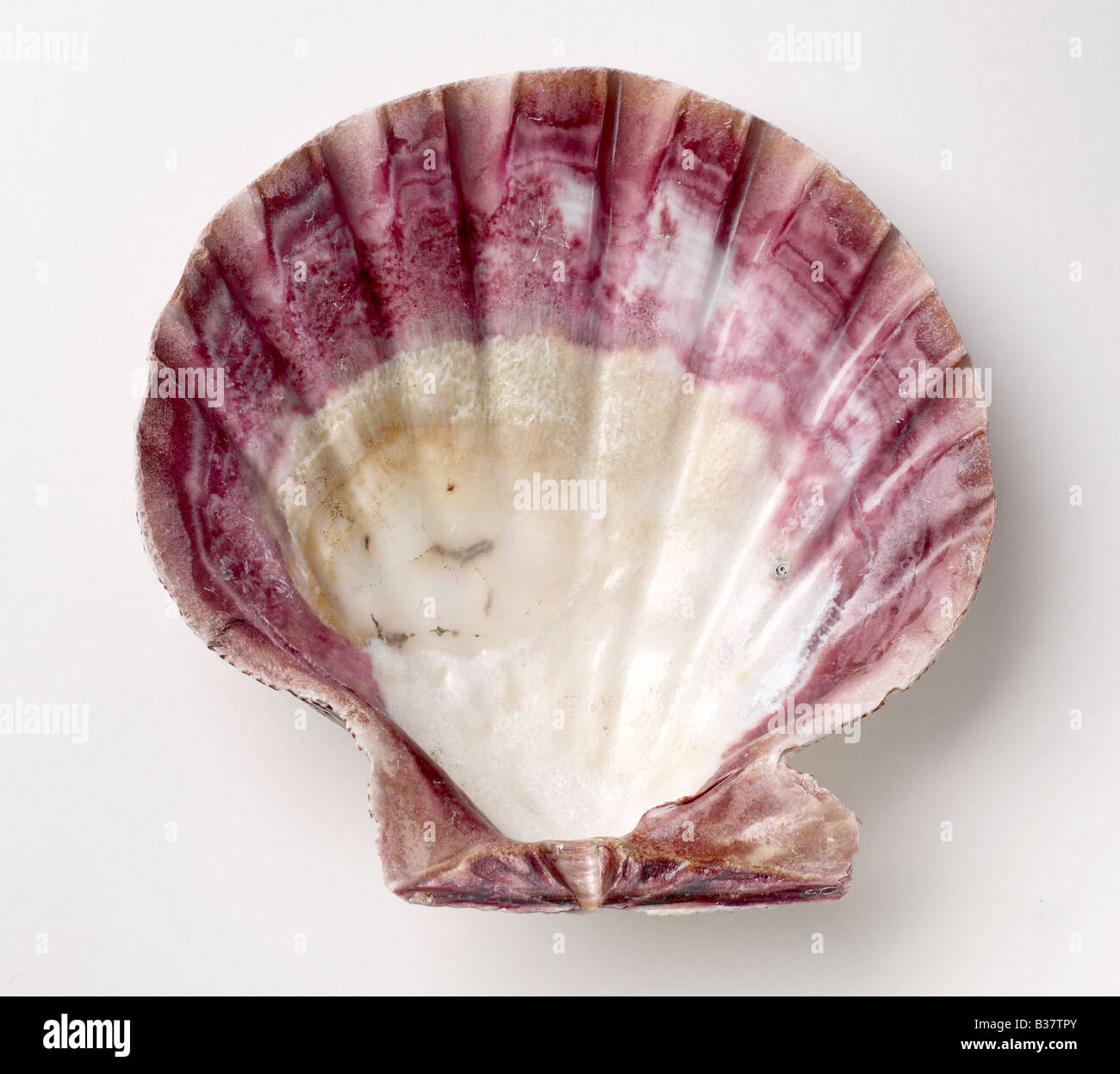 Iconic seashell hi-res stock photography and images - Alamy