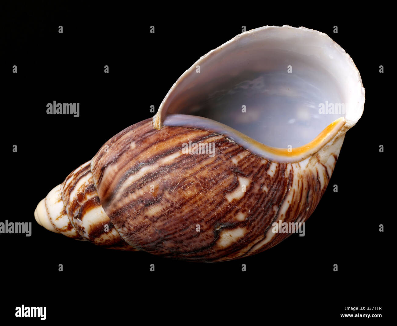 Outer body shell hi-res stock photography and images - Alamy