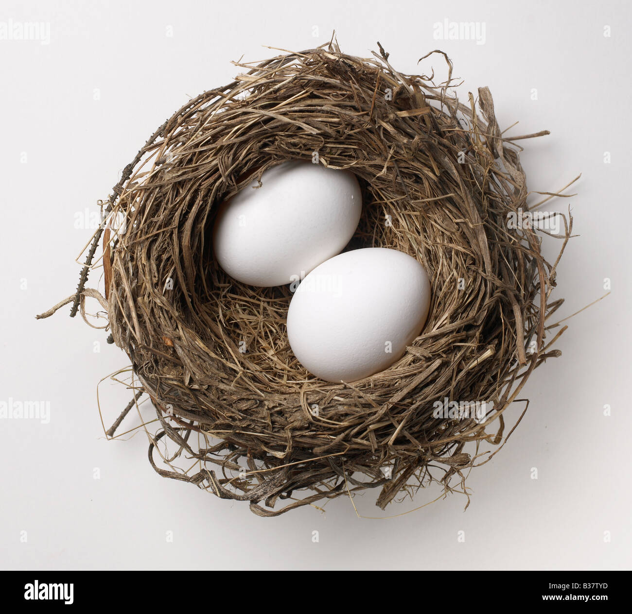 About to incubate the two eggs in its nest hi-res stock photography and ...
