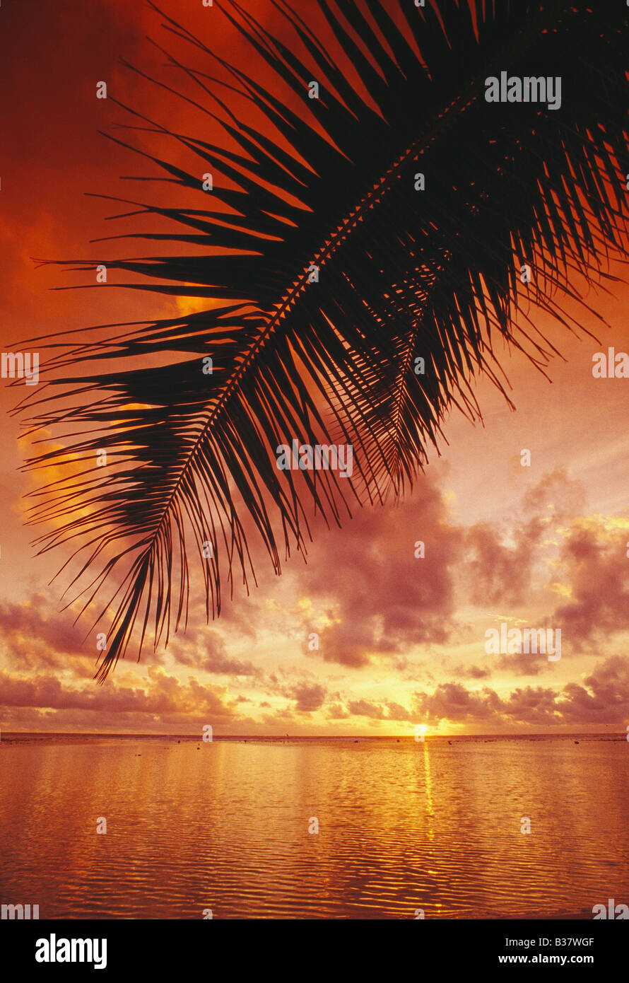 Aroa hi-res stock photography and images - Alamy