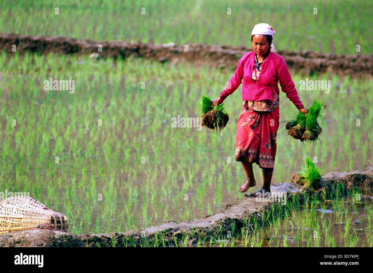 Woman Working In Rice Paddy, Day Stock Photo - Alamy