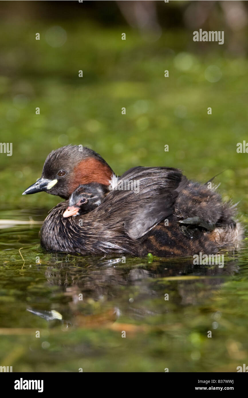 Little grebe portrait hi-res stock photography and images - Alamy