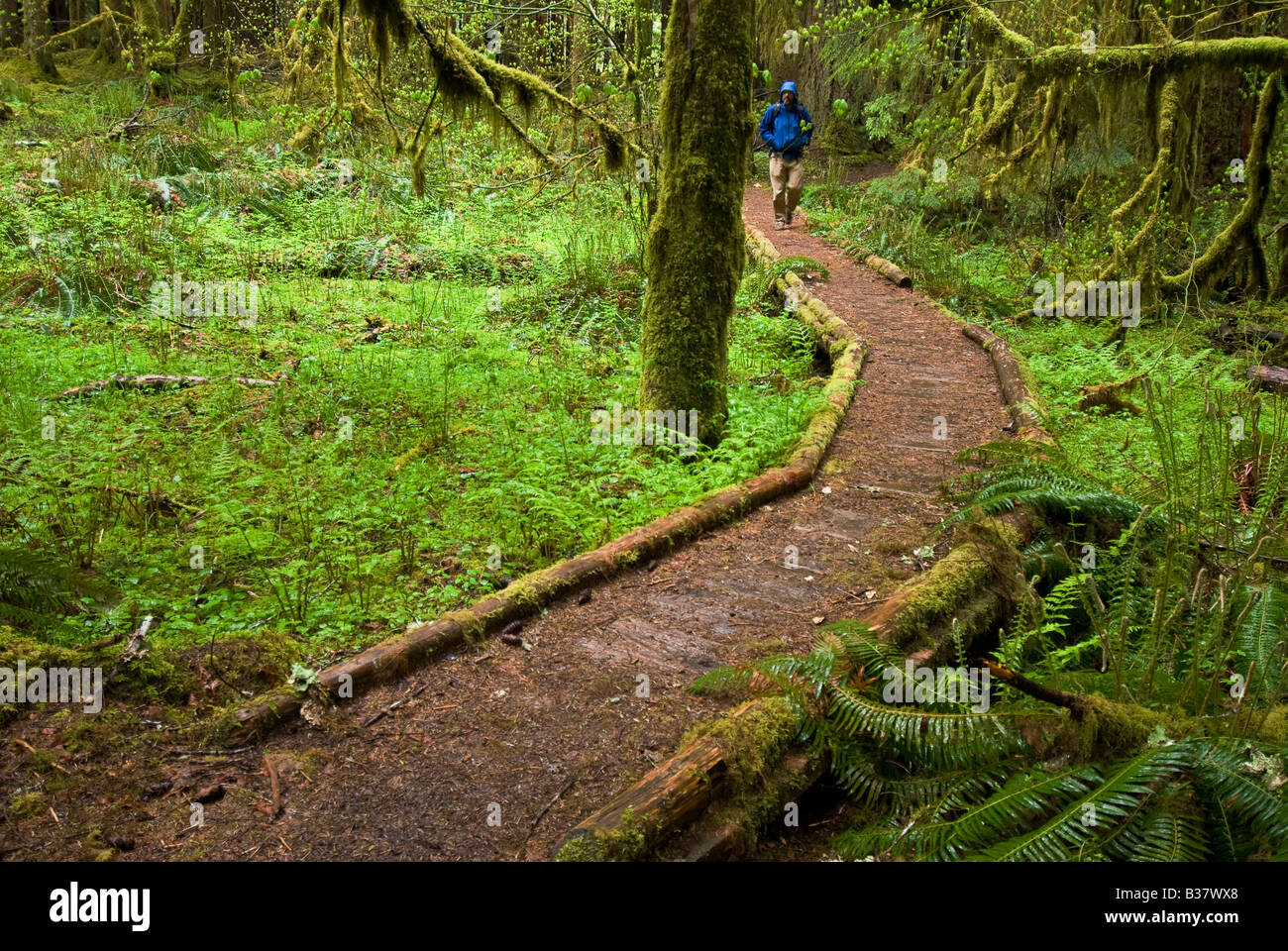 Ancient groves nature trail hi-res stock photography and images - Alamy