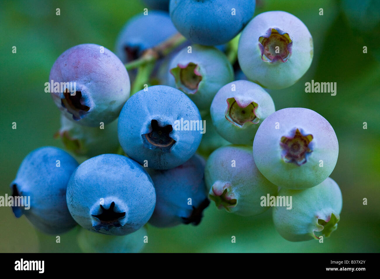 Ripening Highbush Blueberries - Halifax, Nova Scotia, Canada Stock ...