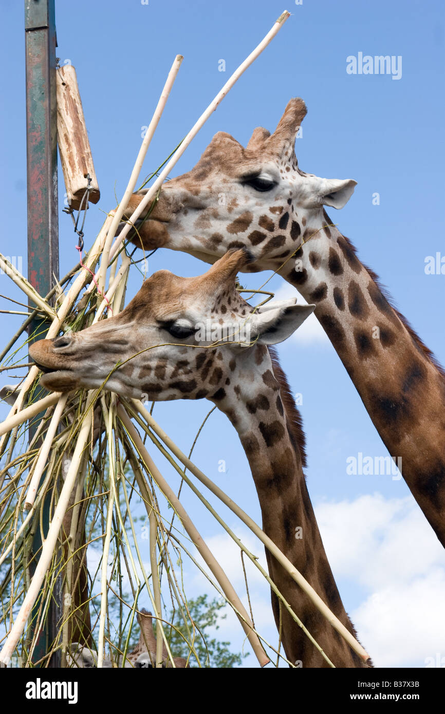 Giraffes feeding at zoo feeding station Stock Photo - Alamy