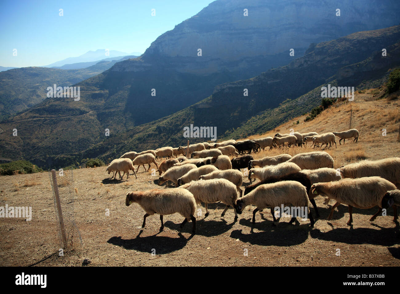 sheep in Greece mountains Stock Photo - Alamy