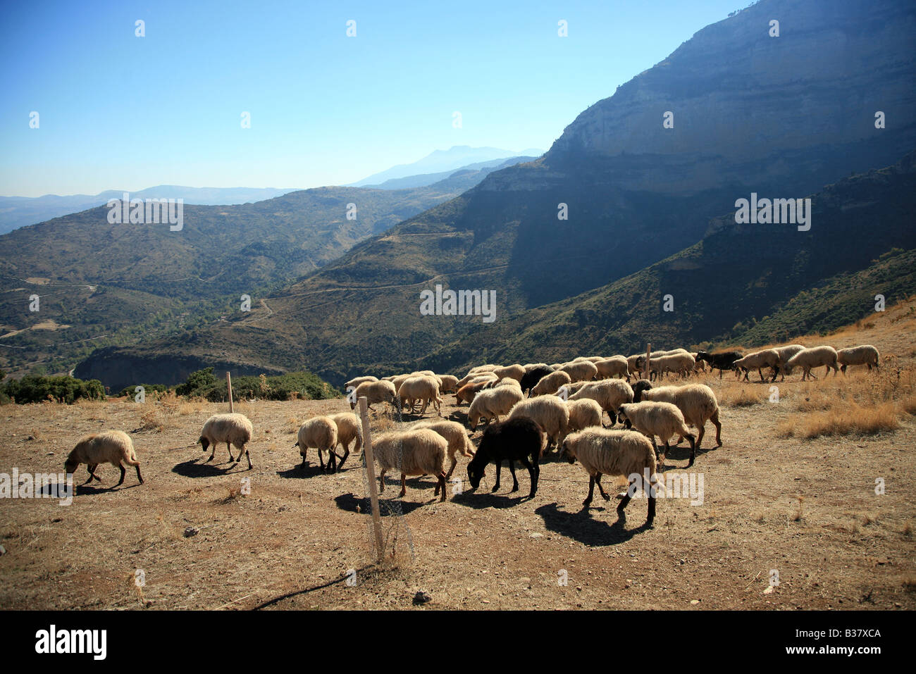 sheep in Greece mountains Stock Photo - Alamy