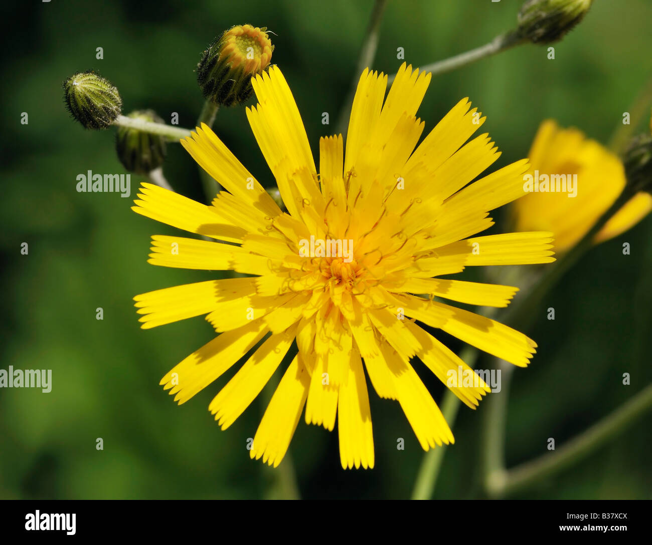 Tall hawkweed hi-res stock photography and images - Alamy