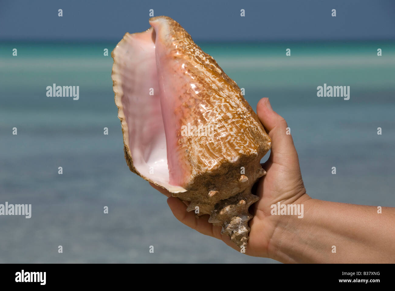 A hand holding a seashell Stock Photo - Alamy