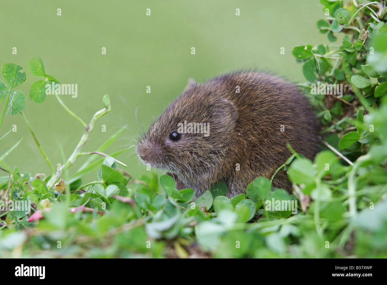 Common Vole (Microtus arvalis) in vegetation Stock Photo - Alamy