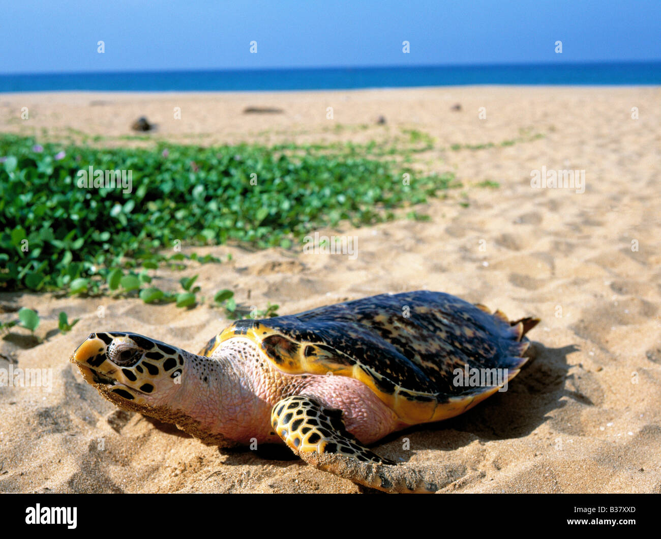 Nr Beruwela, Turtle Conservation Stock Photo - Alamy