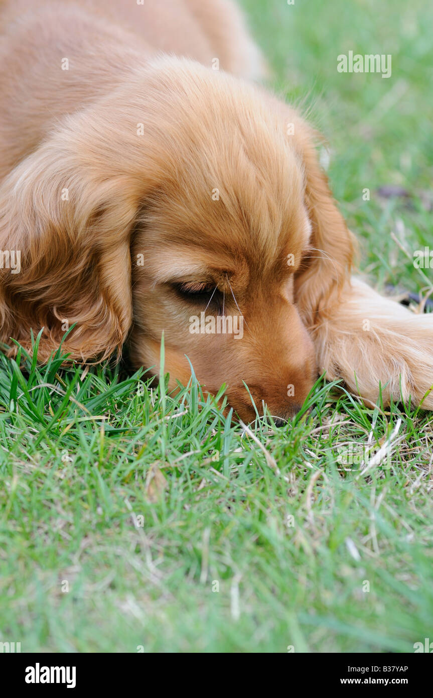 Cocker Spaniel Puppy Stock Photo - Alamy