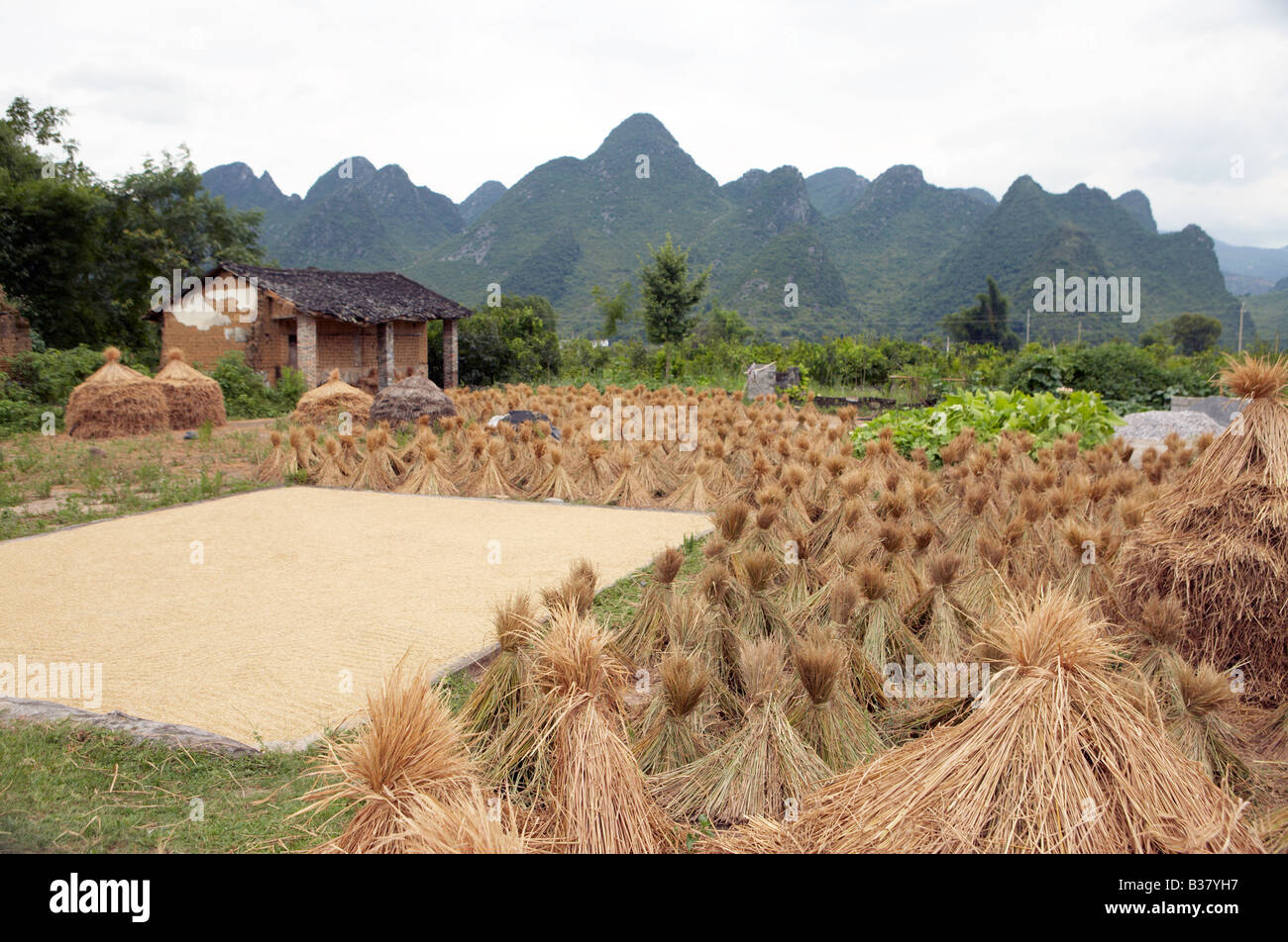 Rice harvest Xing Ping village Guilin district China Stock Photo - Alamy