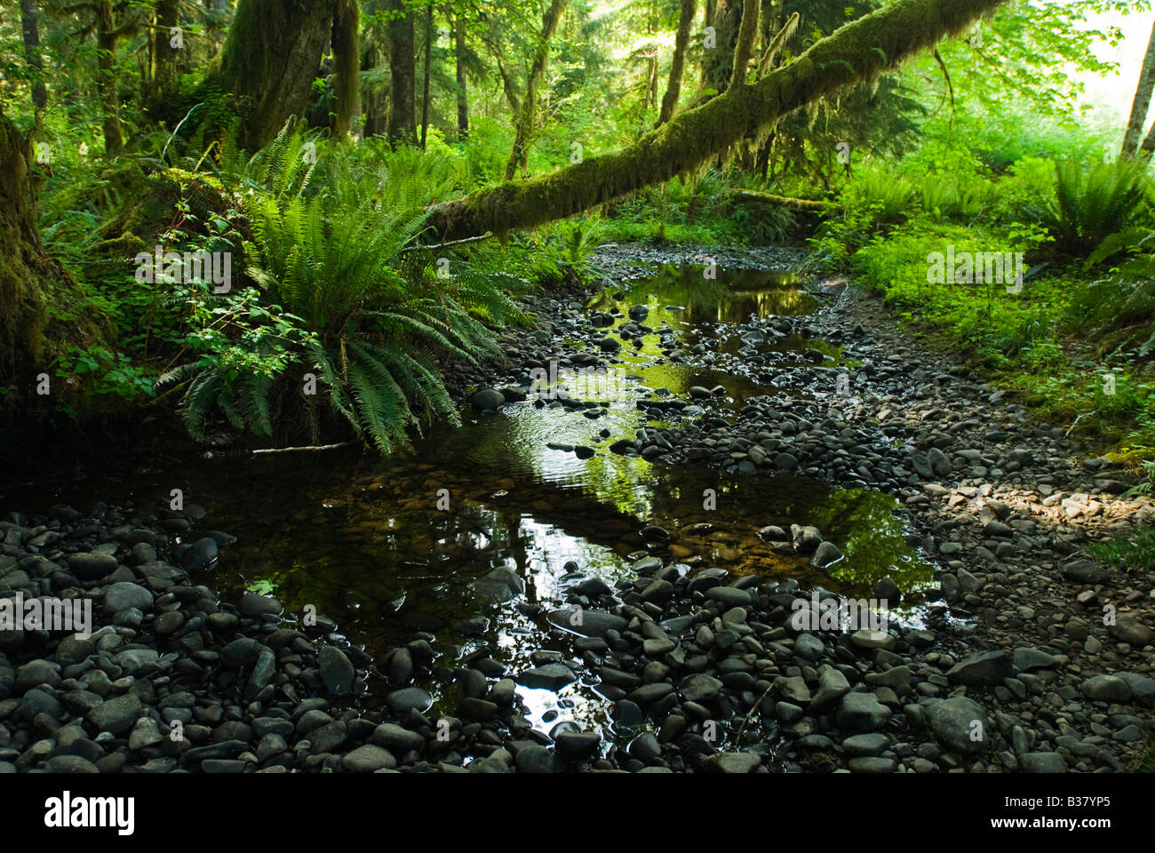 Riverbed running through Kestner Homestead Trail Quinault Rain Forest ...