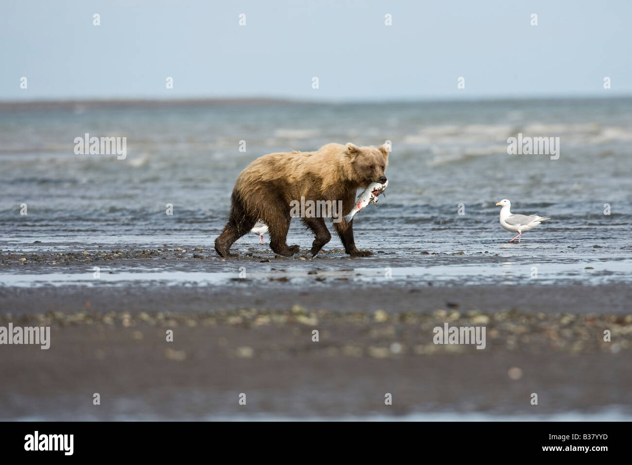 Brown Bear (Ursus arctos) sow catches a fish Stock Photo - Alamy