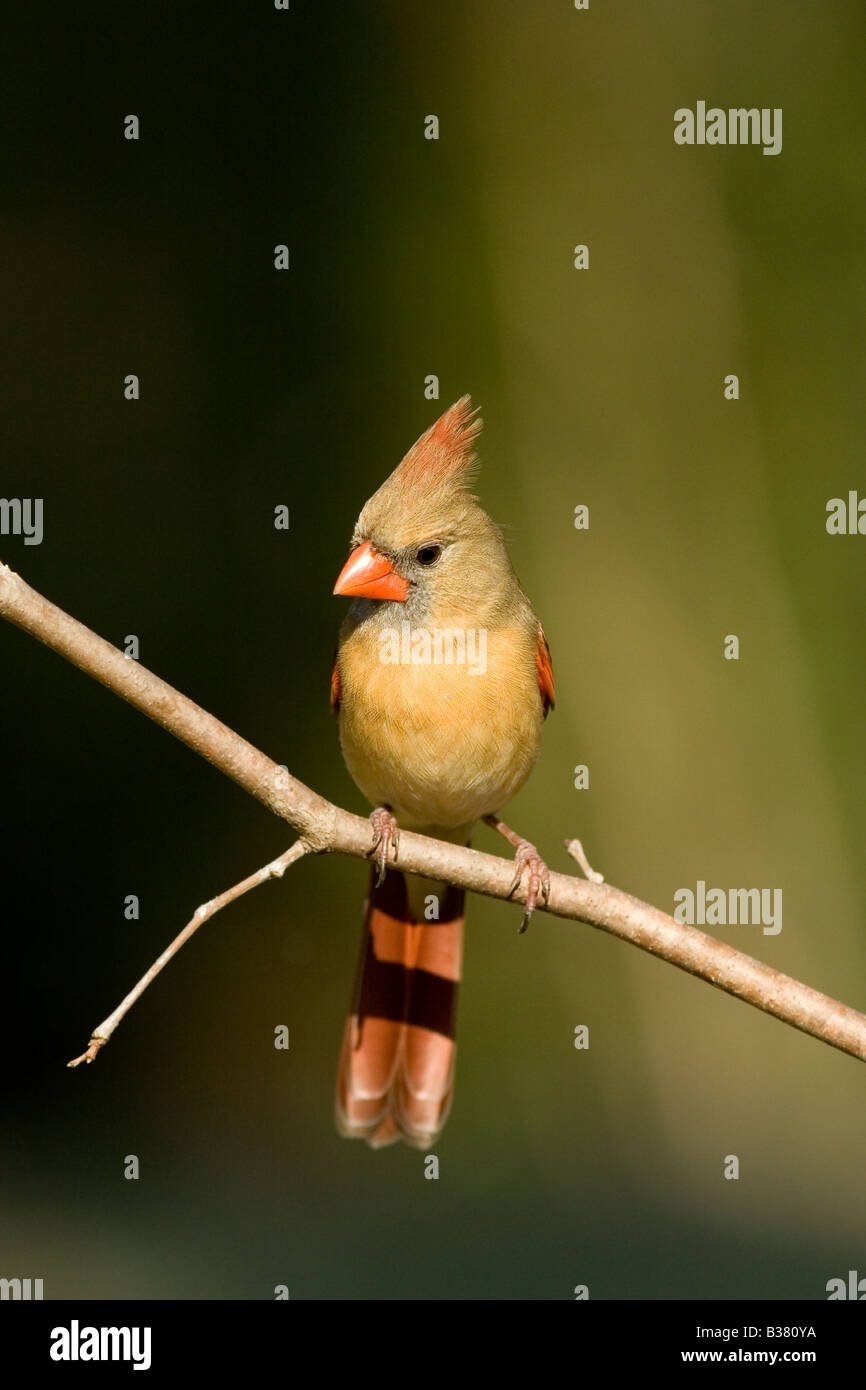 Female Northern Cardinal Cardinalis Cardinalis Stock Photo - Alamy