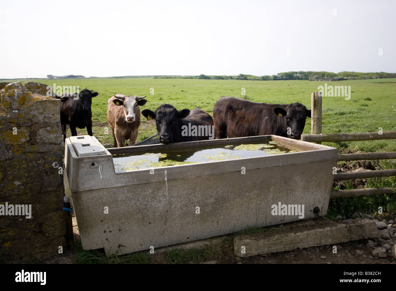 Calves at water trough Organic farm Southerndown Vale of Glamorgan ...