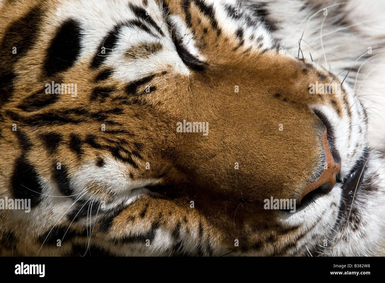 Tiger sleeping, portrait Stock Photo - Alamy