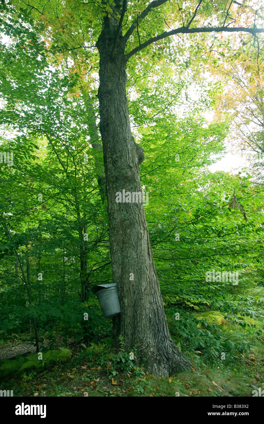 Sugar maple tree Stock Photo - Alamy