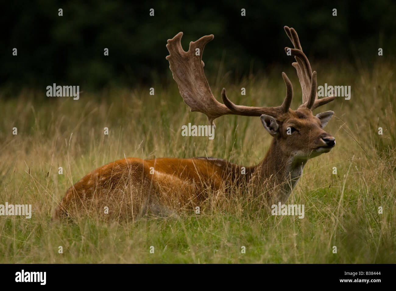 Fallow deer rut new forest hi-res stock photography and images - Alamy