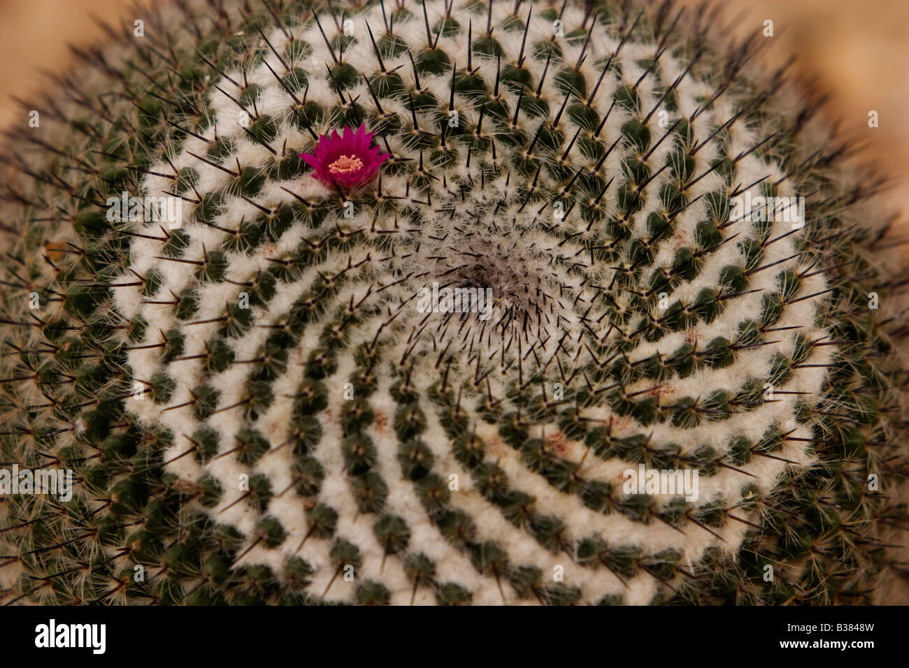 Barrel cactus with single pink flower Stock Photo - Alamy