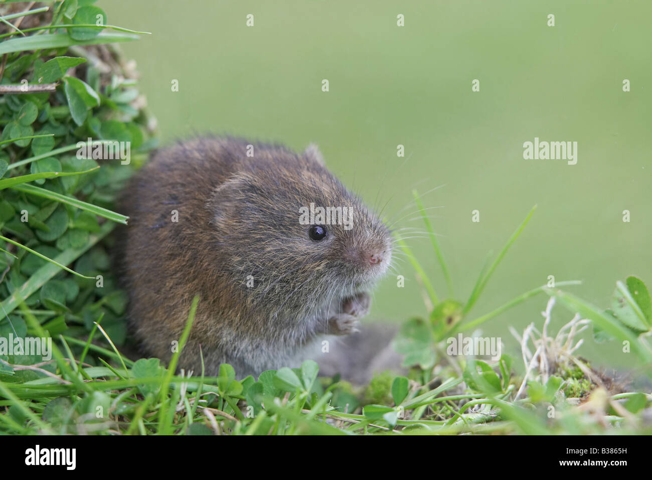 Common Vole (Microtus arvalis), adult feeding on grass Stock Photo - Alamy