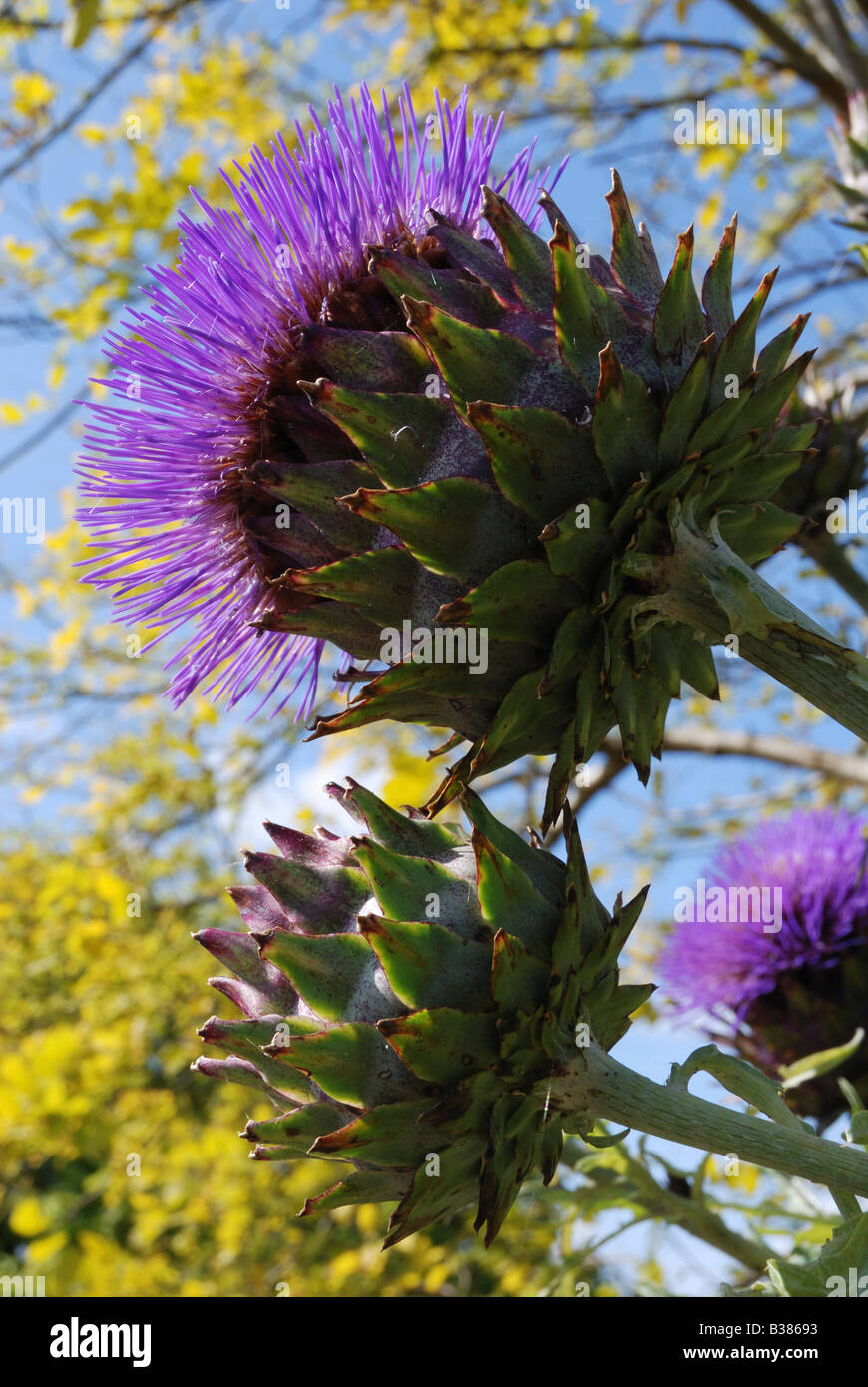 CARDOON, CYNARA CARDUNCULUS Stock Photo - Alamy