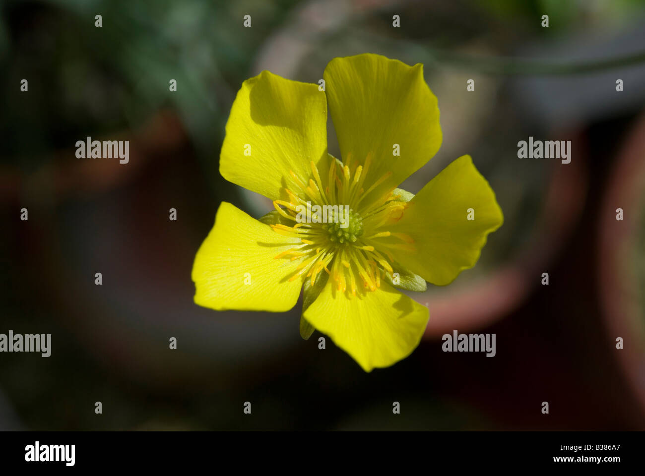 Ranunculus Gramineus High Resolution Stock Photography and Images - Alamy