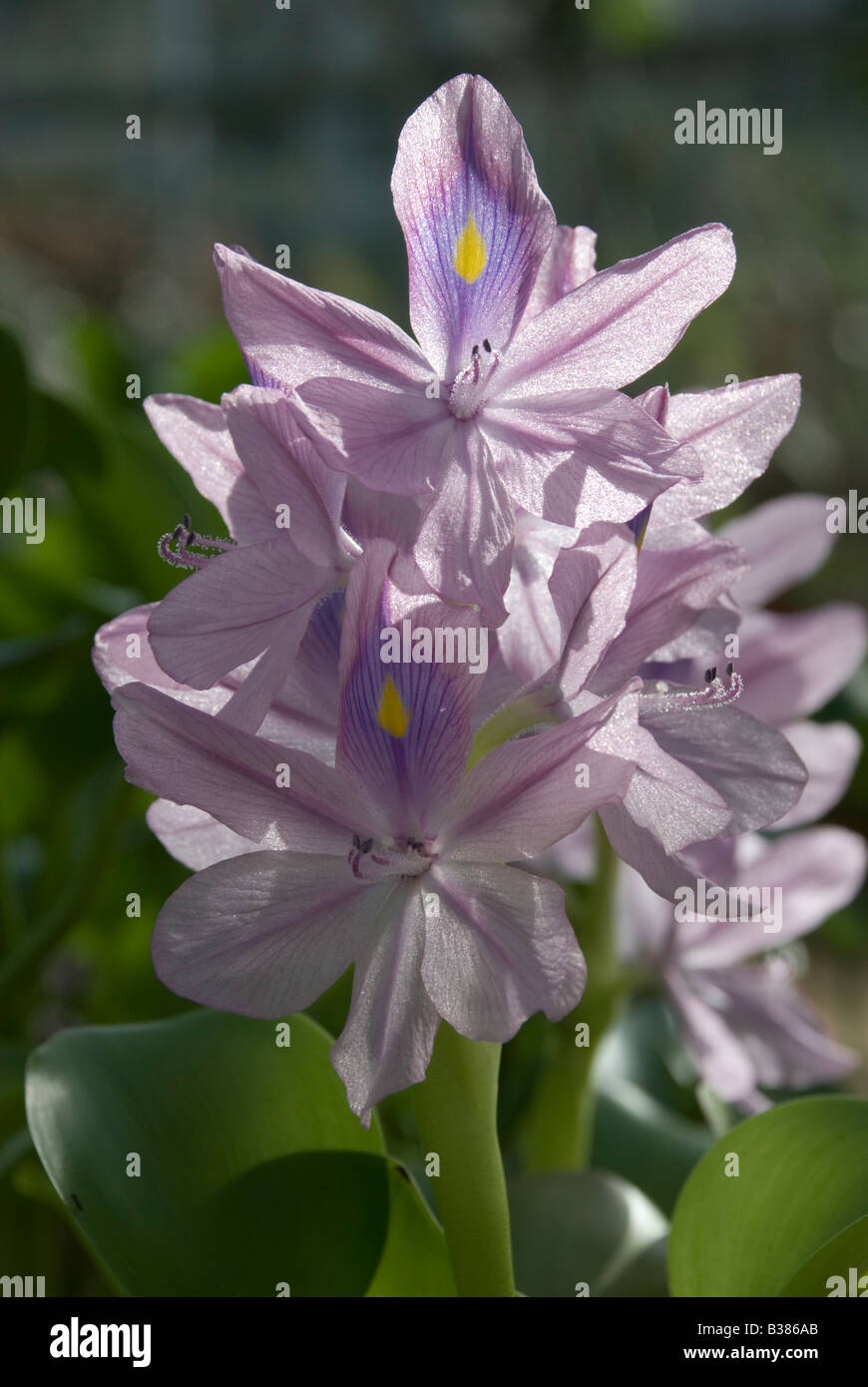 EICHORNIA CRASSIPES, WATER HYACINTH Stock Photo - Alamy