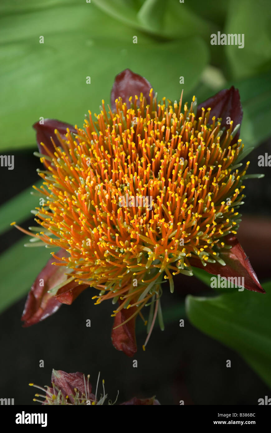 Scadoxus hi-res stock photography and images - Alamy