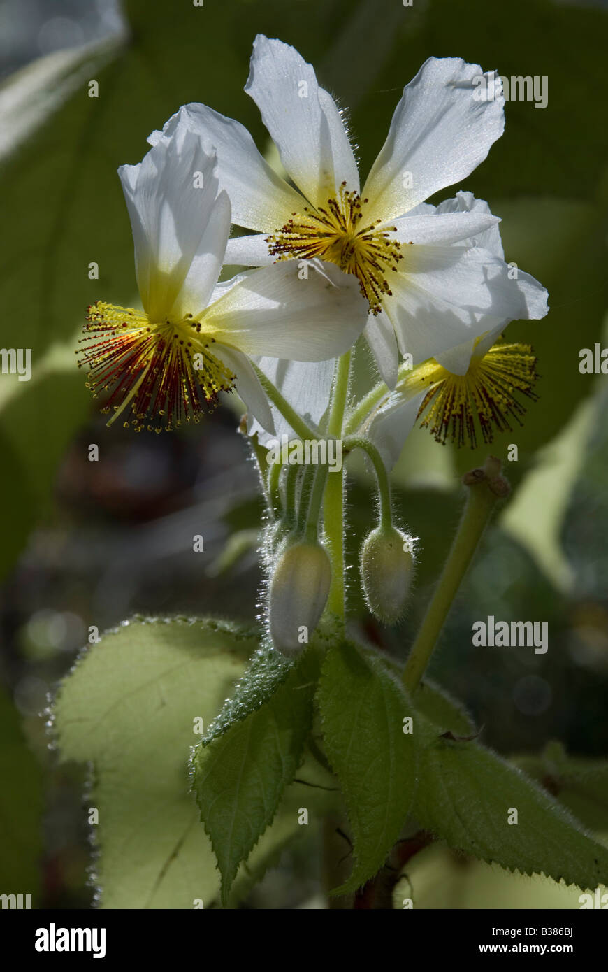 Sparmannia africana hi-res stock photography and images - Alamy