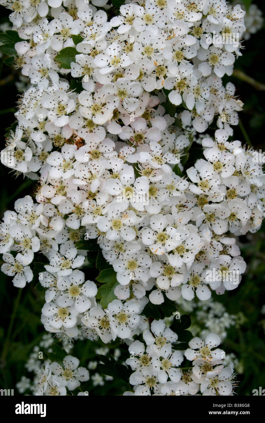 CRATAEGUS MONOGYNA, HAWTHORN FLOWERS Stock Photo - Alamy