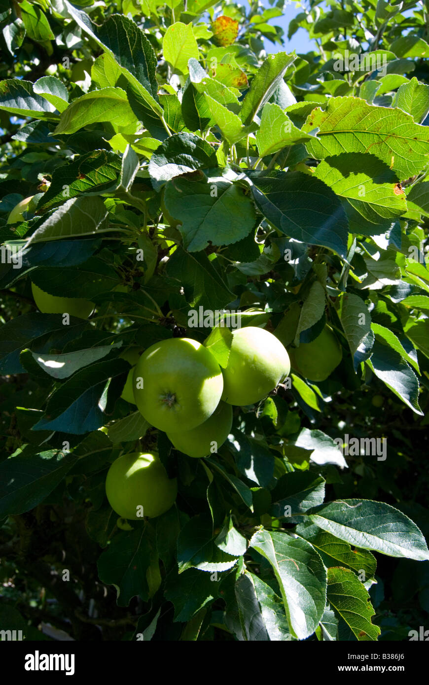Malus domesticus, Apple Stock Photo - Alamy