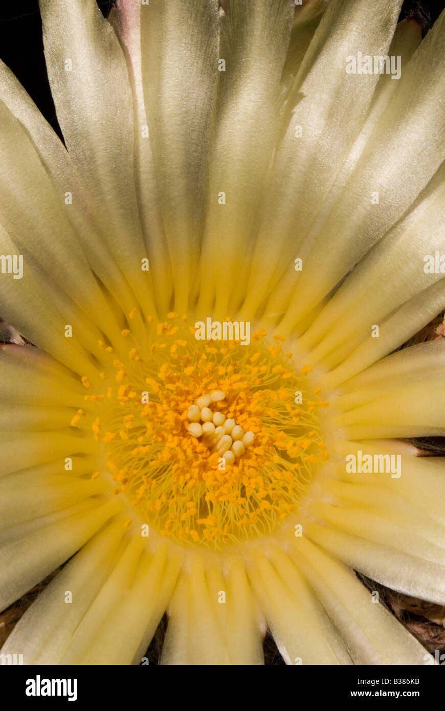 Ornatum hi-res stock photography and images - Alamy