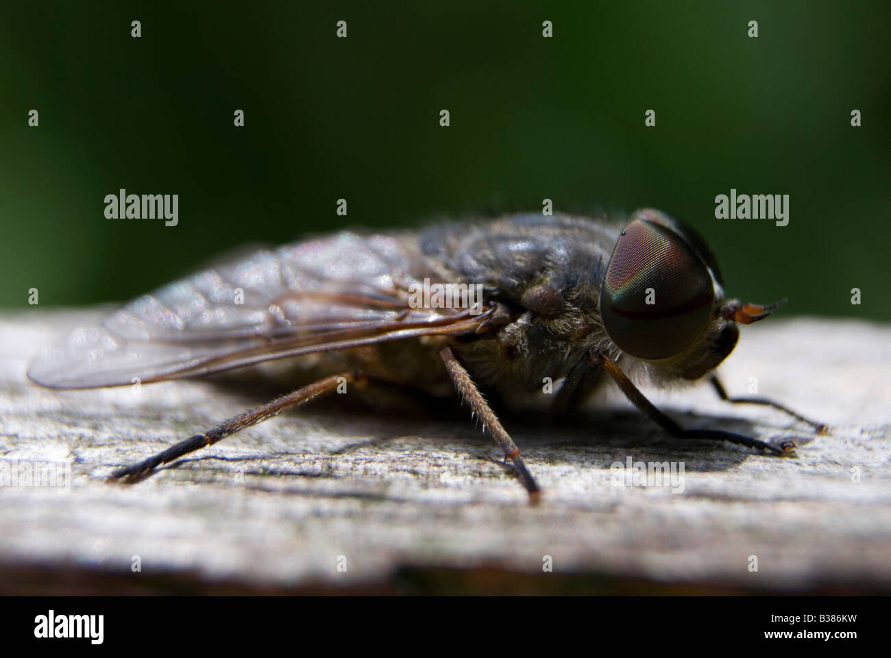 Tabanus bromius, male. (Band-eyed Brown Horsefly Stock Photo - Alamy